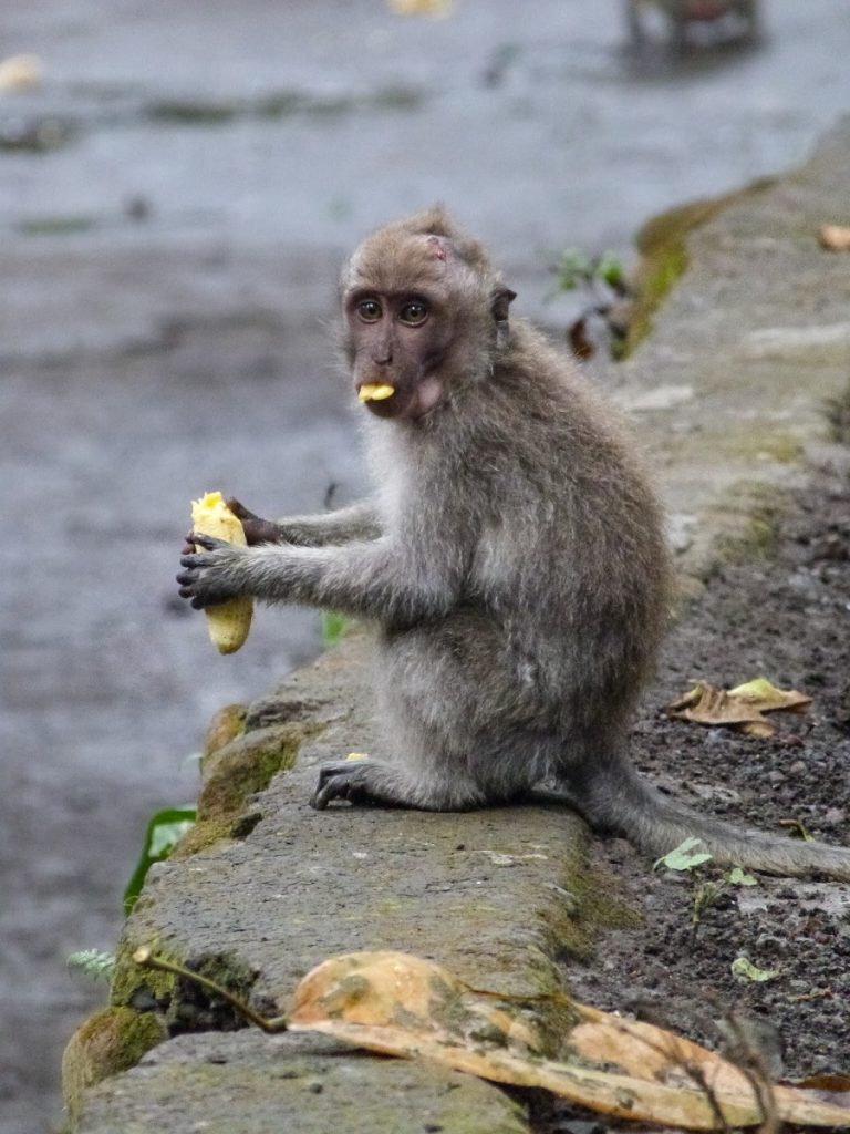 Carnet de voyage à Bali : mon itinéraire pour 10 jours de découverte ...