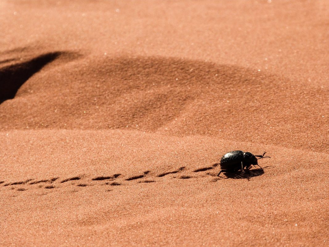 Dunes de Merzouga (Erg Chebbi) : retour d'expérience & infos sur ce ...